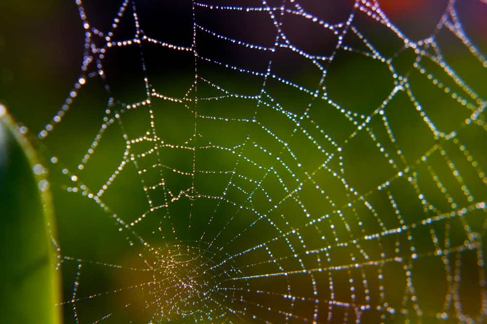 Connective Community Design - Circlewise Institut